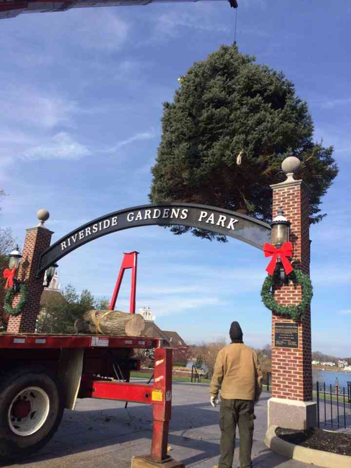 RED BANK: TREE'S UP - Red Bank Green