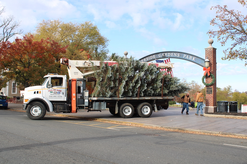 RED BANK: LOCAL TREE SPRUCES UP PARK - Red Bank Green